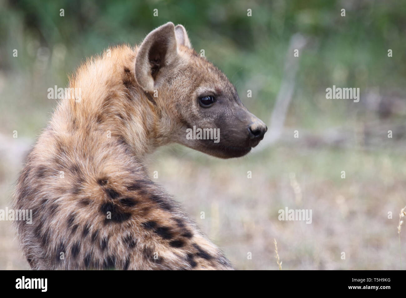 Tüpfelhyäne / Spotted Hyaena / Crocuta crocuta Stock Photo - Alamy