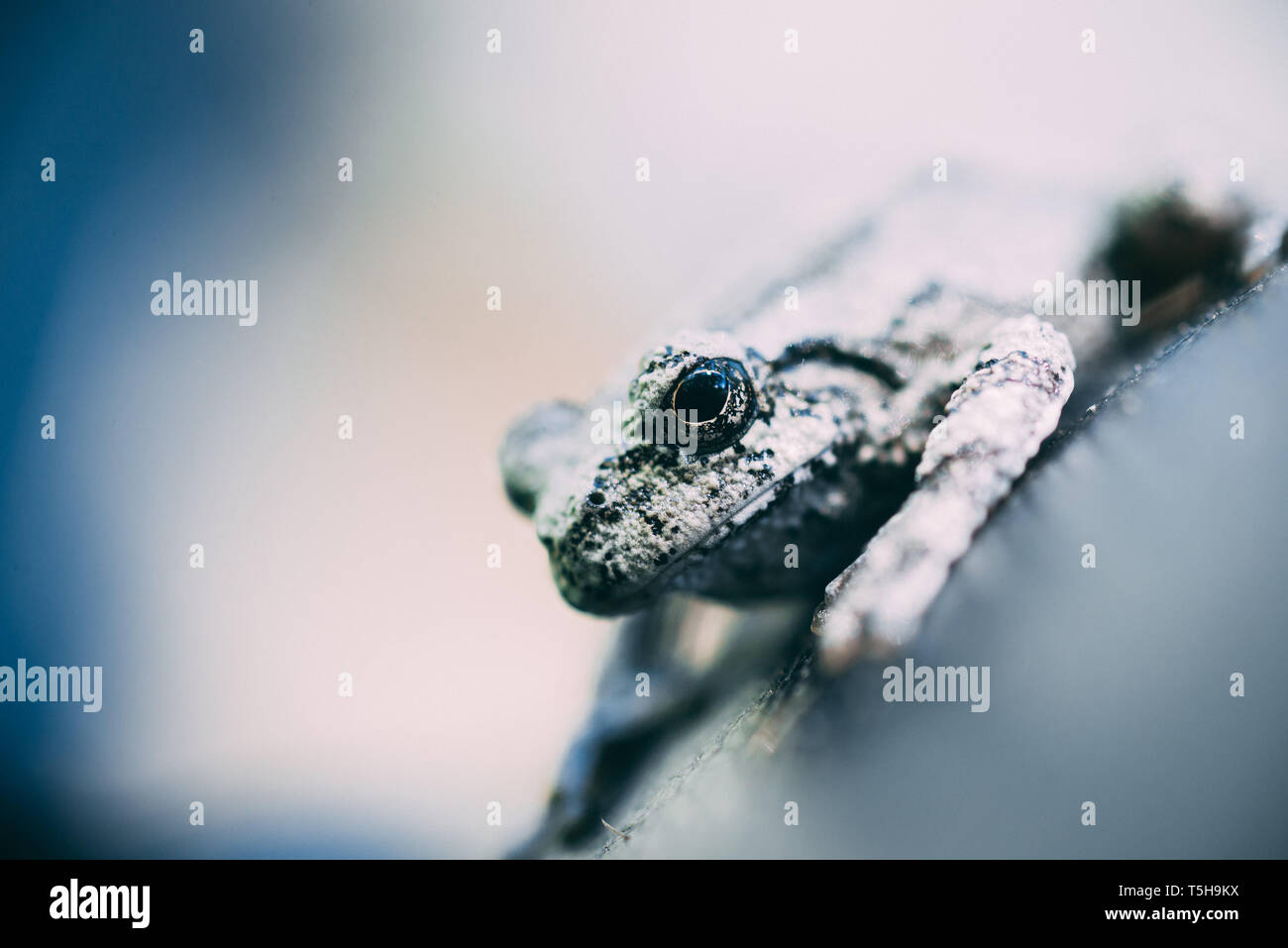 Biomimicry nature hi-res stock photography and images - Alamy