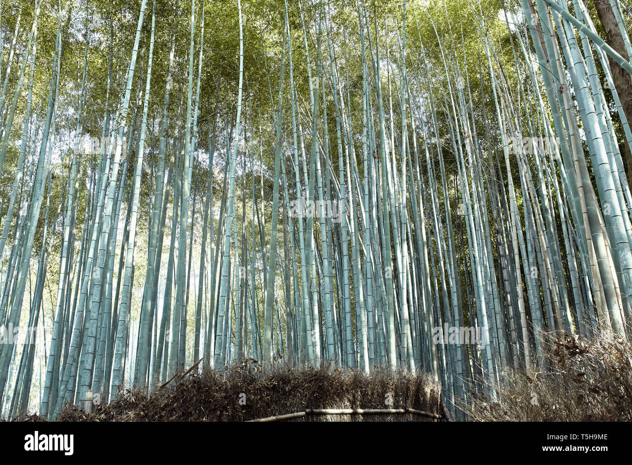 Tall bamboo forest trees in Arashiyama, Japan on a spring day Stock ...