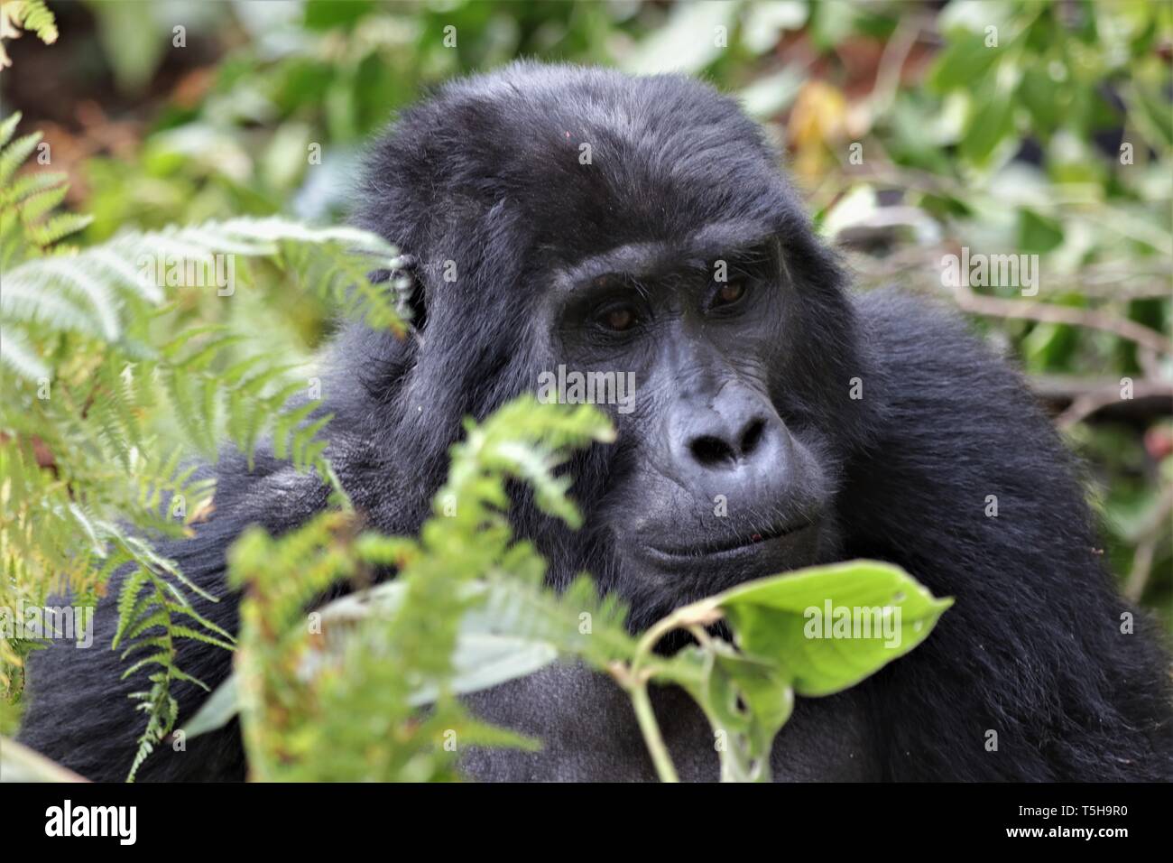 In the wild Stock Photo - Alamy