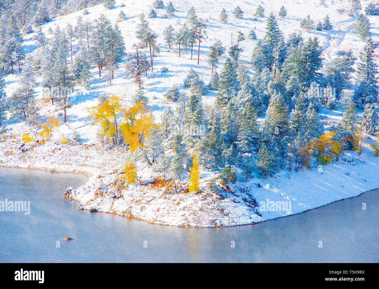 Yellow aspen trees hi-res stock photography and images - Alamy