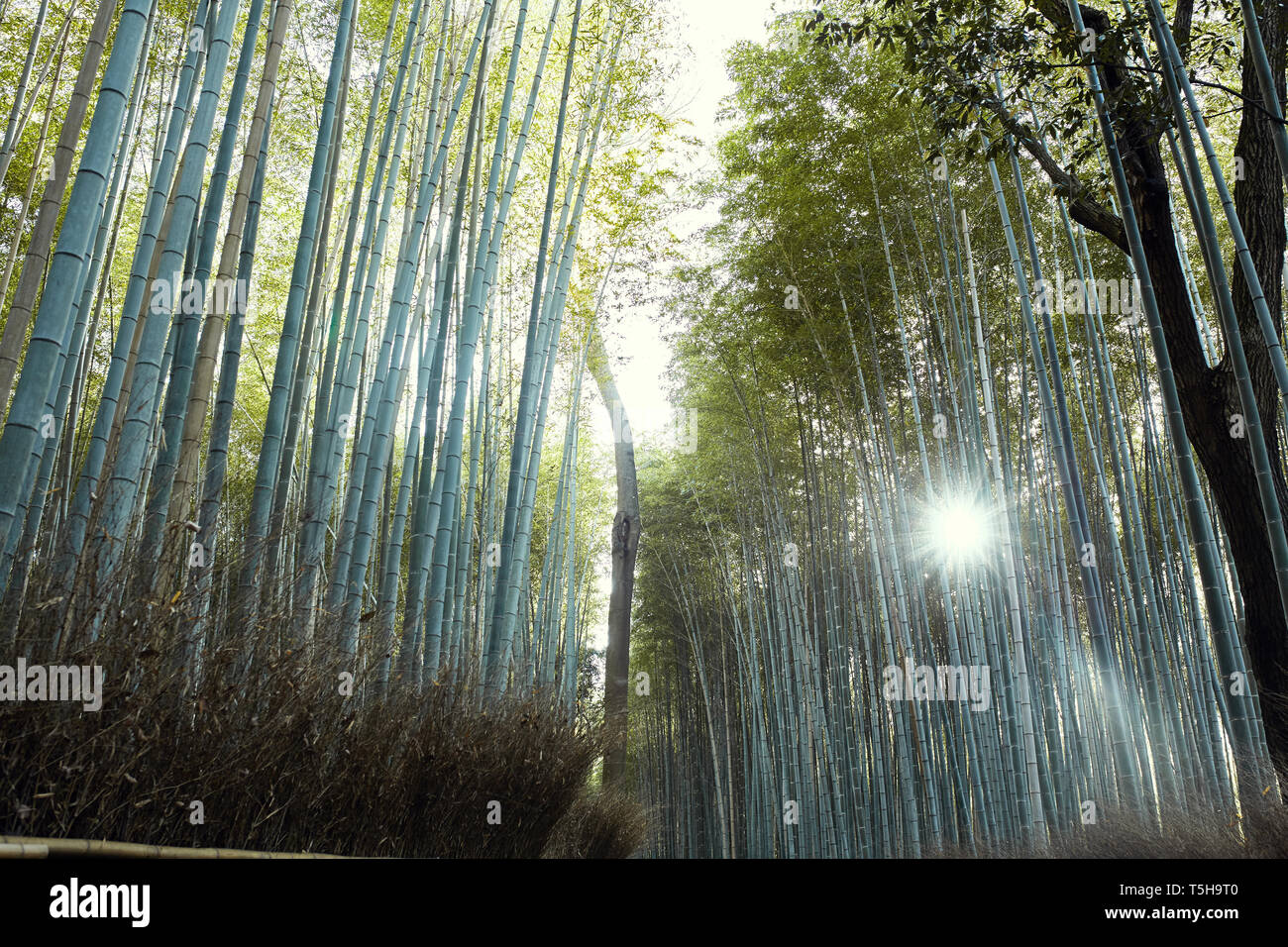 Tall bamboo forest trees in Arashiyama, Japan on a spring day Stock ...