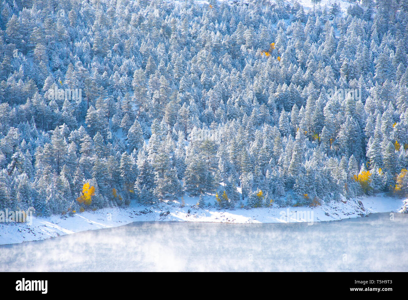 Yellow Aspen Trees in the Snow Stock Photo - Alamy