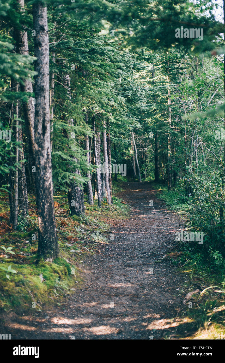 Path through the forest Stock Photo - Alamy