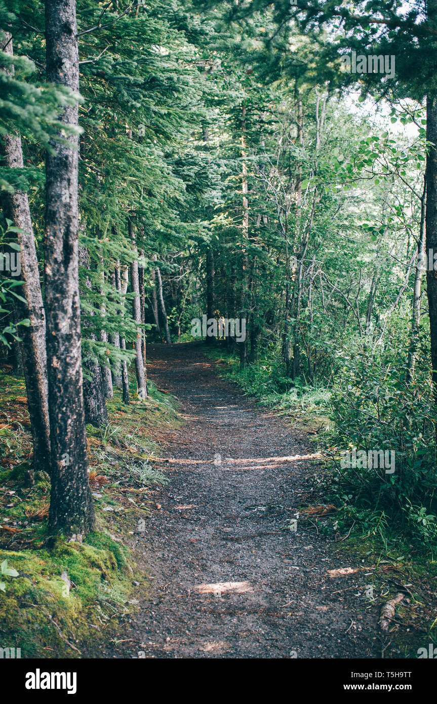 Path through the forest Stock Photo - Alamy