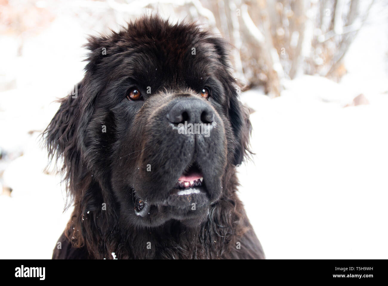 Newfoundland Dog Paw High Resolution Stock Photography and Images - Alamy