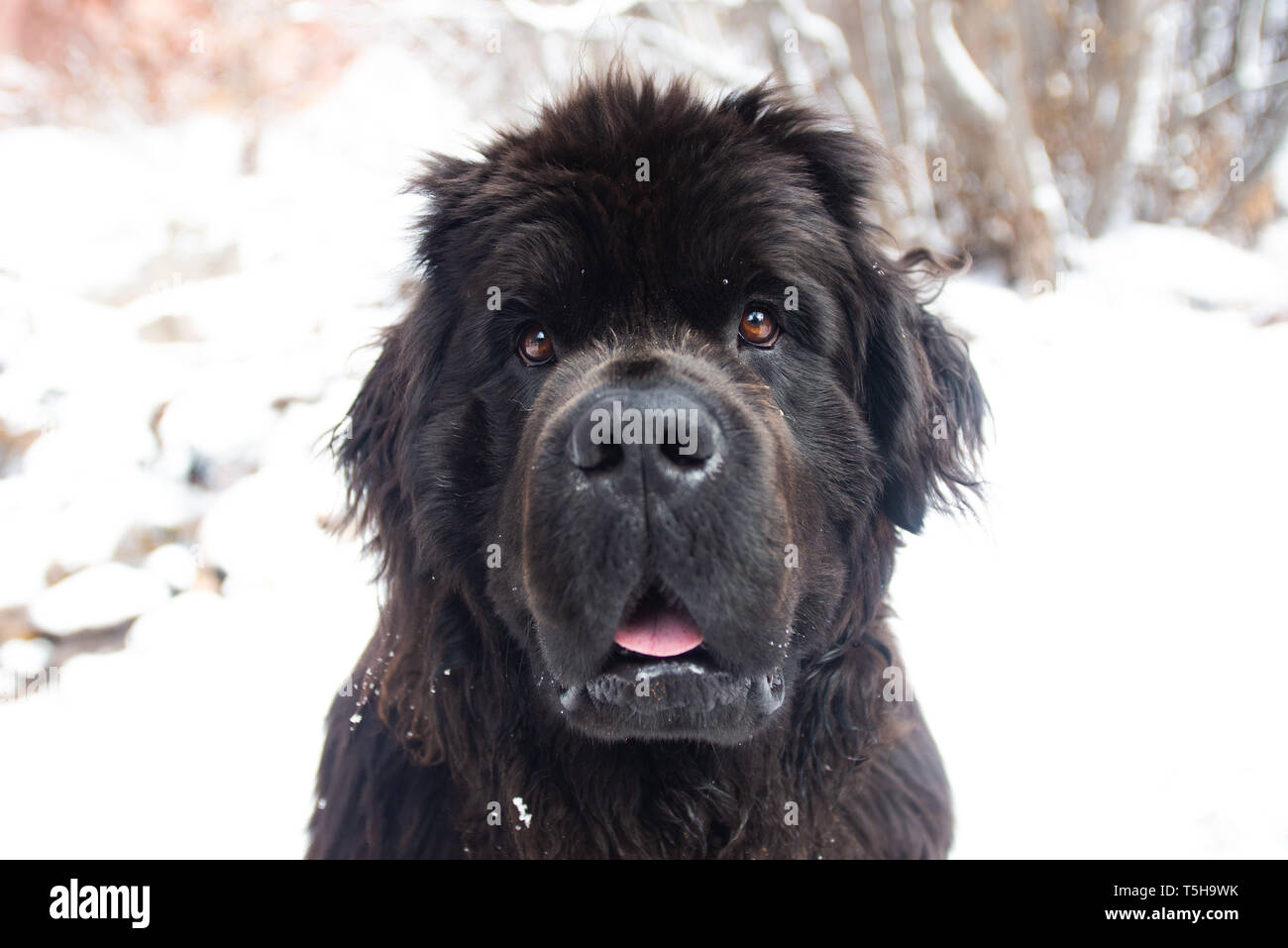 Newfoundland Dog Paw High Resolution Stock Photography and Images - Alamy
