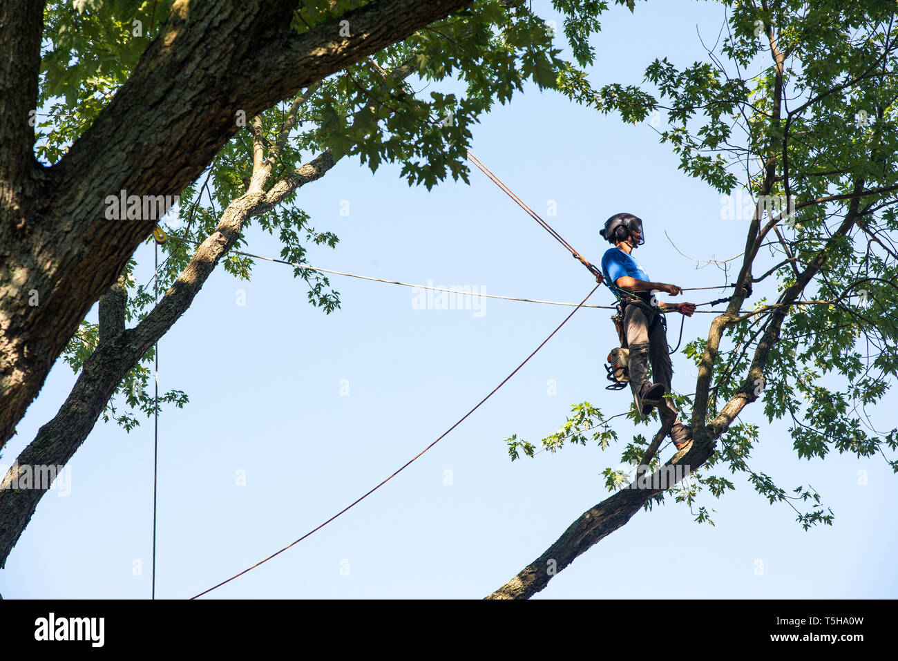 Chainsaw job hi-res stock photography and images - Alamy