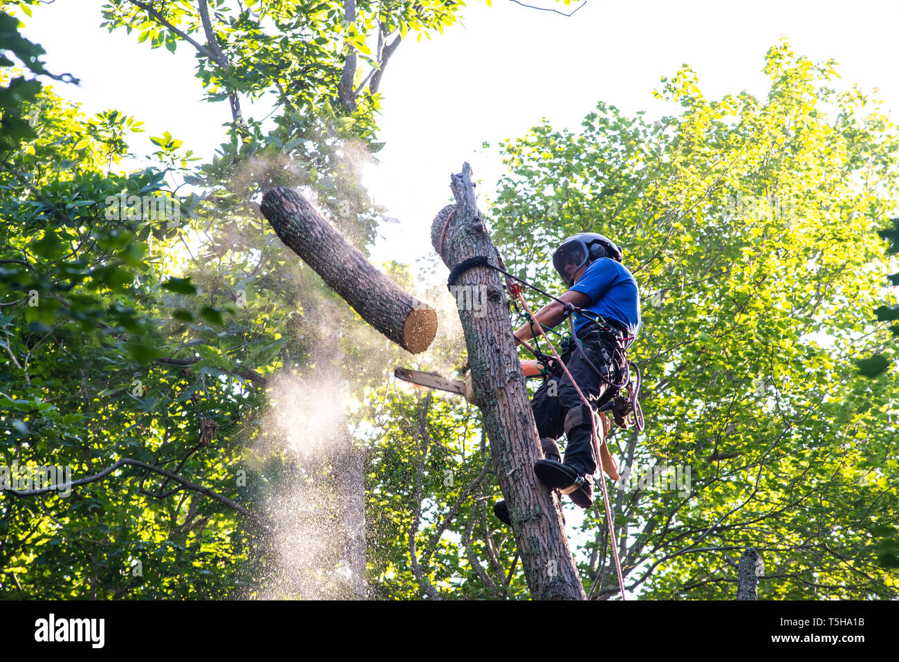 Man Cutting Down Tree With Chainsaw Stock Photo - Alamy