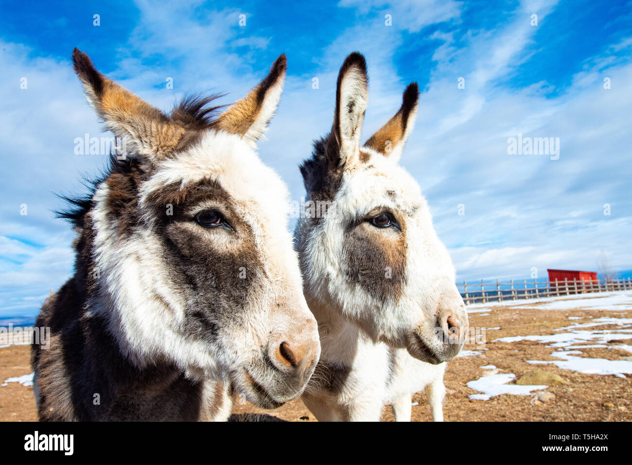 Animal friendship donkey hi-res stock photography and images - Alamy