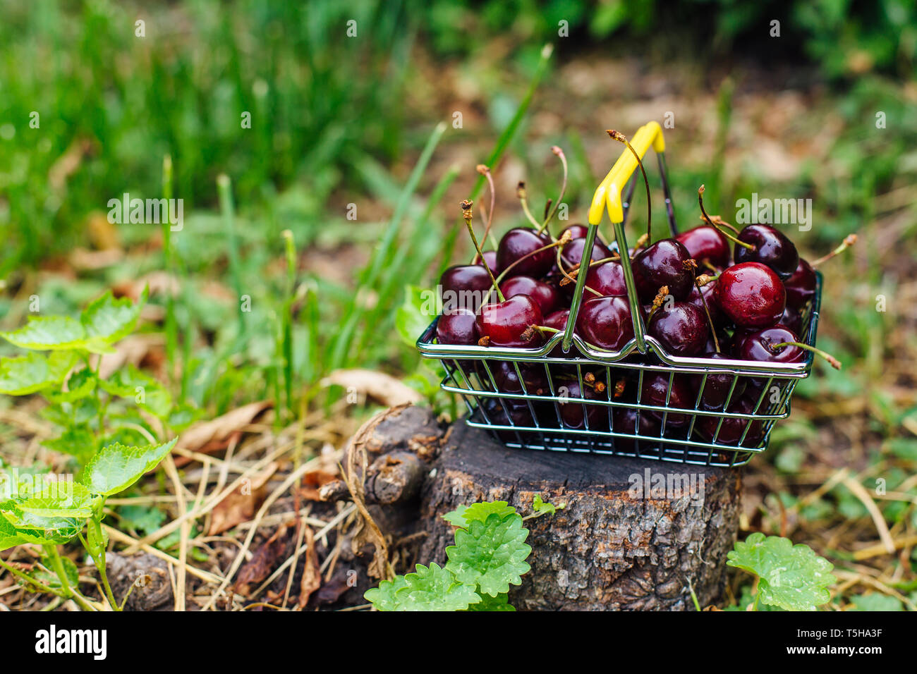 Mini shopping basket full of fresh red ripe cherries on the green grass ...