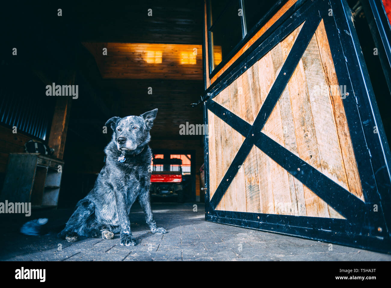 Dog in a Red Barn Stock Photo - Alamy
