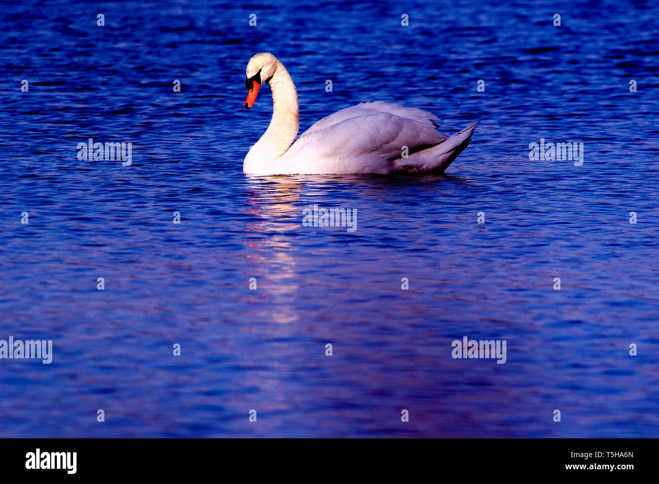 White Swan On A Pond Stock Photo - Alamy