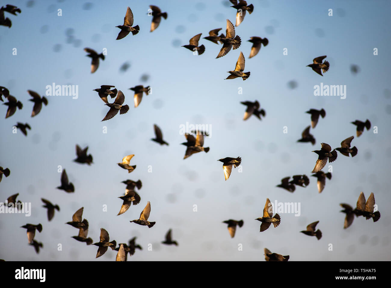 Starlings murmuration hi-res stock photography and images - Alamy