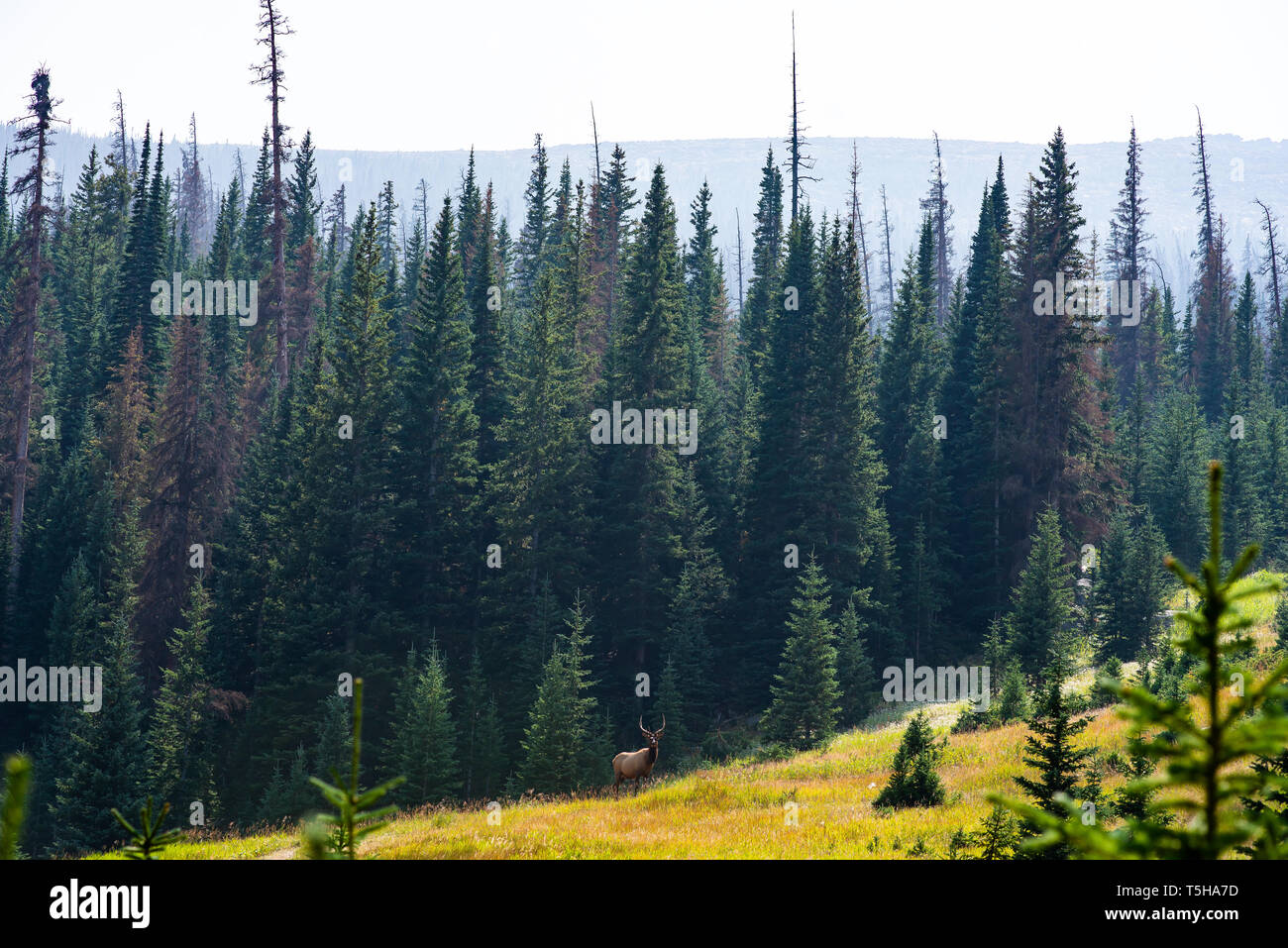 Elk in rocky mountains hi-res stock photography and images - Alamy