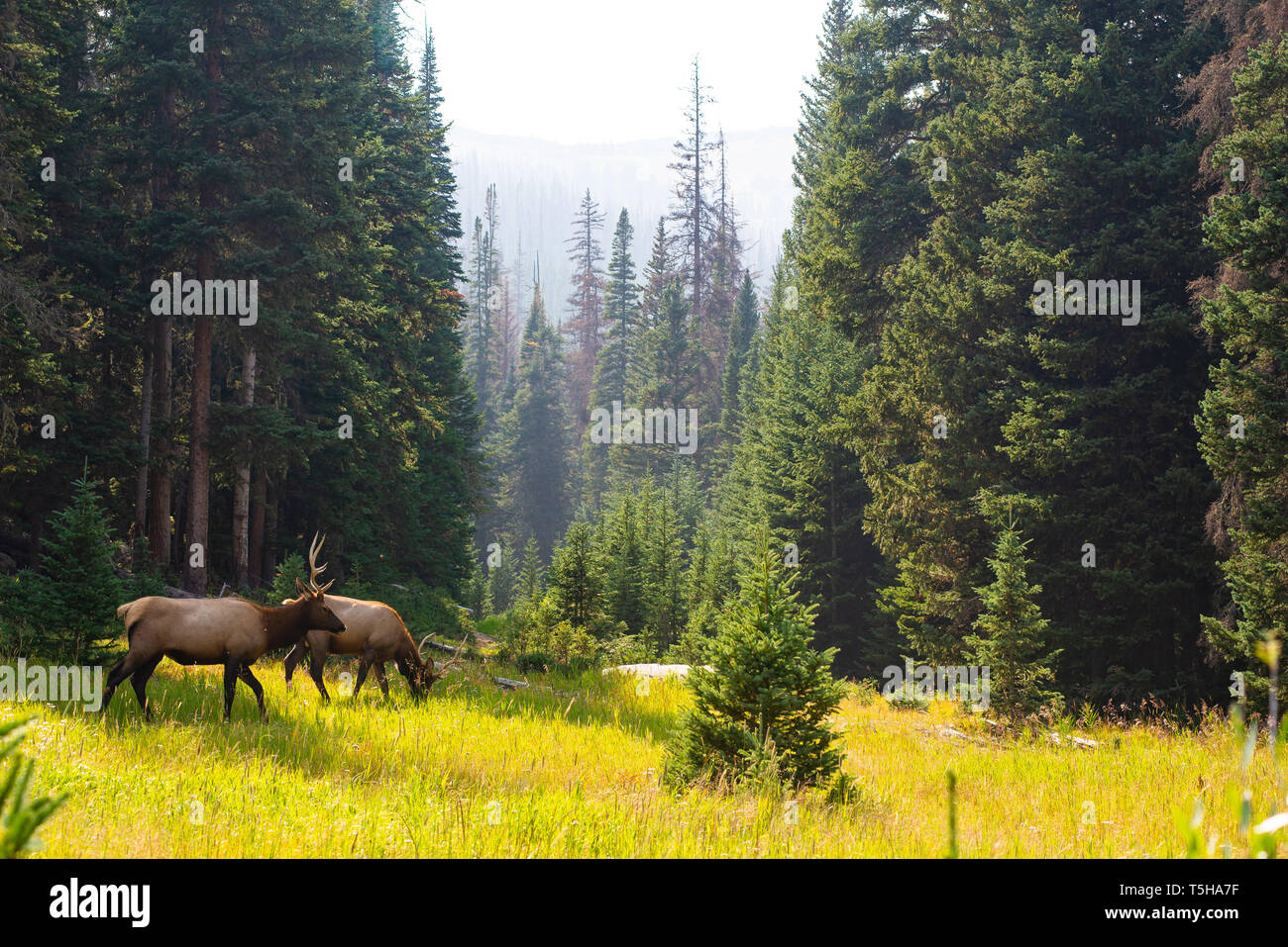 Elk in rocky mountains hi-res stock photography and images - Alamy