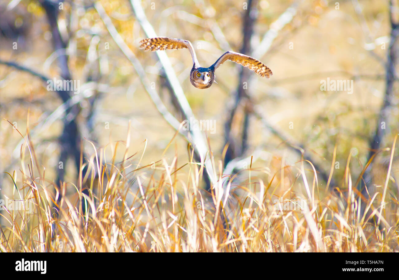 Great horned owl flying hi-res stock photography and images - Alamy