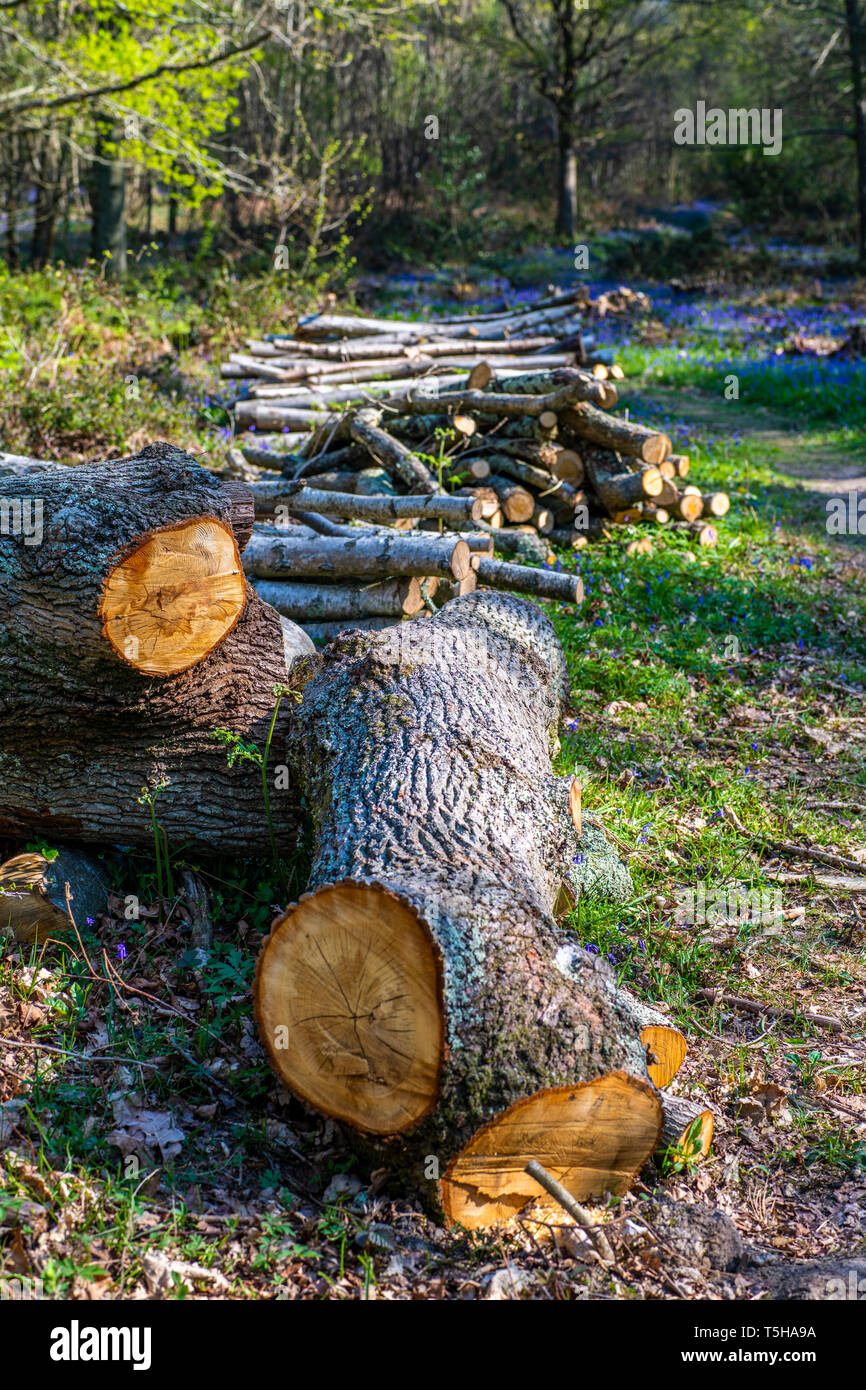 Pile of cut chestnut logs from coppicing at Fore Wood, Crowhurst, East ...