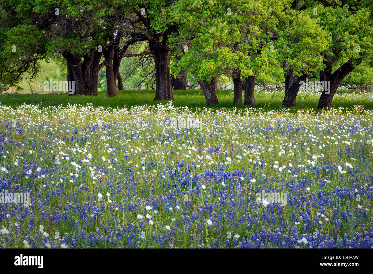 The Texas Hill Country is a twenty-five county region of Central Texas ...