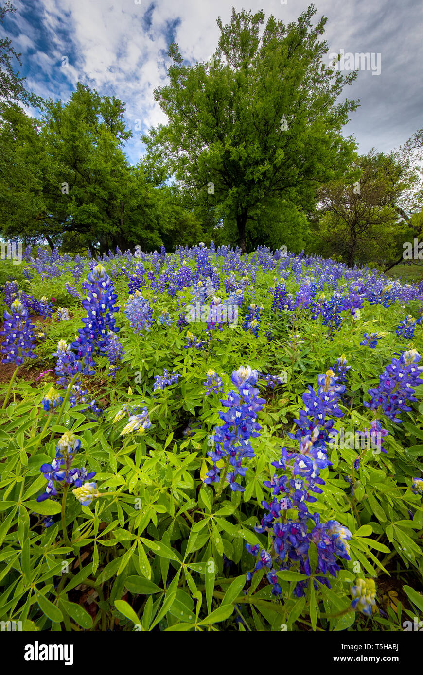 Tall texan hi-res stock photography and images - Alamy