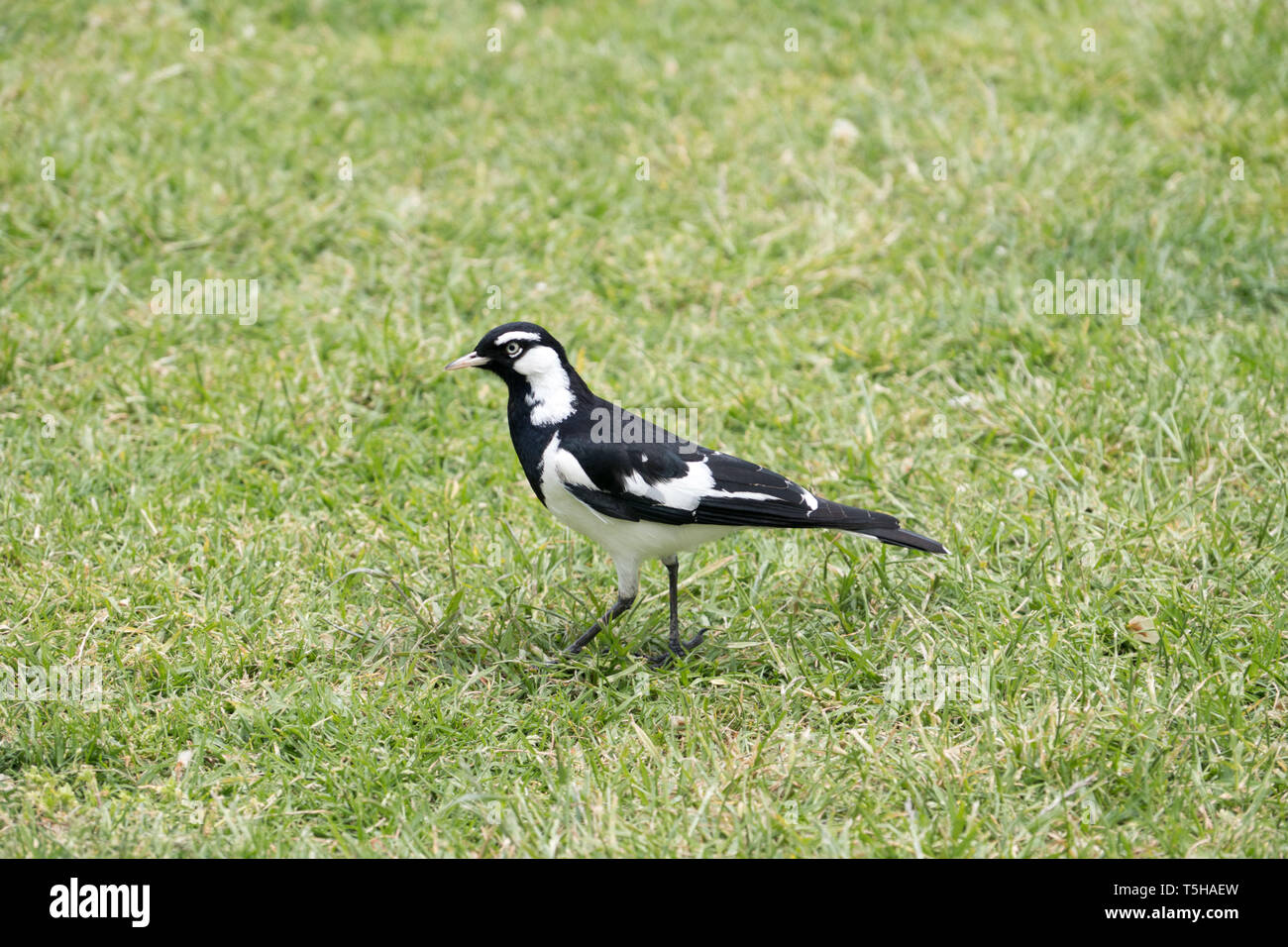 Plumage black and white in colour hi-res stock photography and images ...