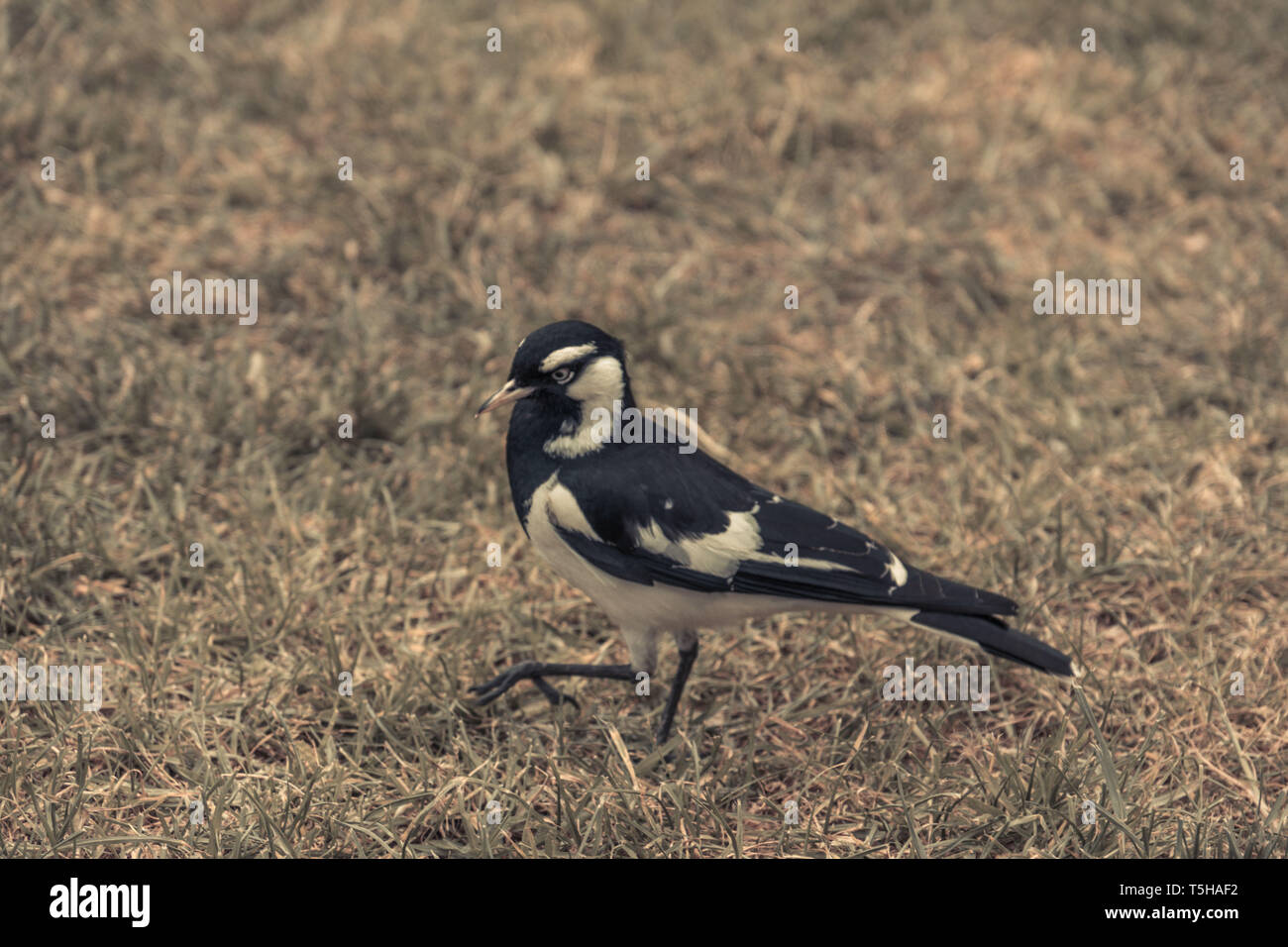 Magpie-Lark bird, in the park walking on the grass, magpie mimicking ...