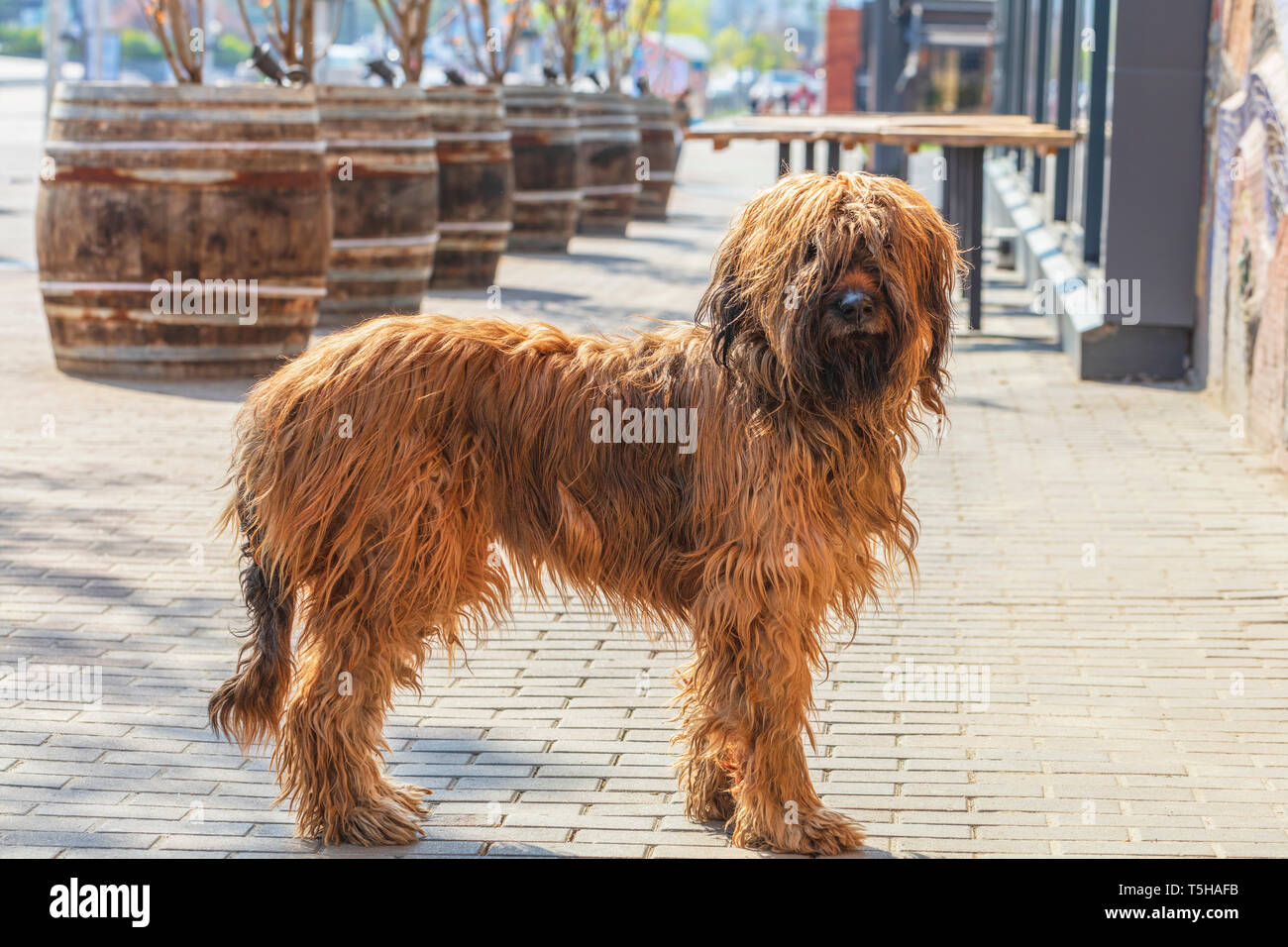 Big Shaggy Dog High Resolution Stock Photography and Images - Alamy