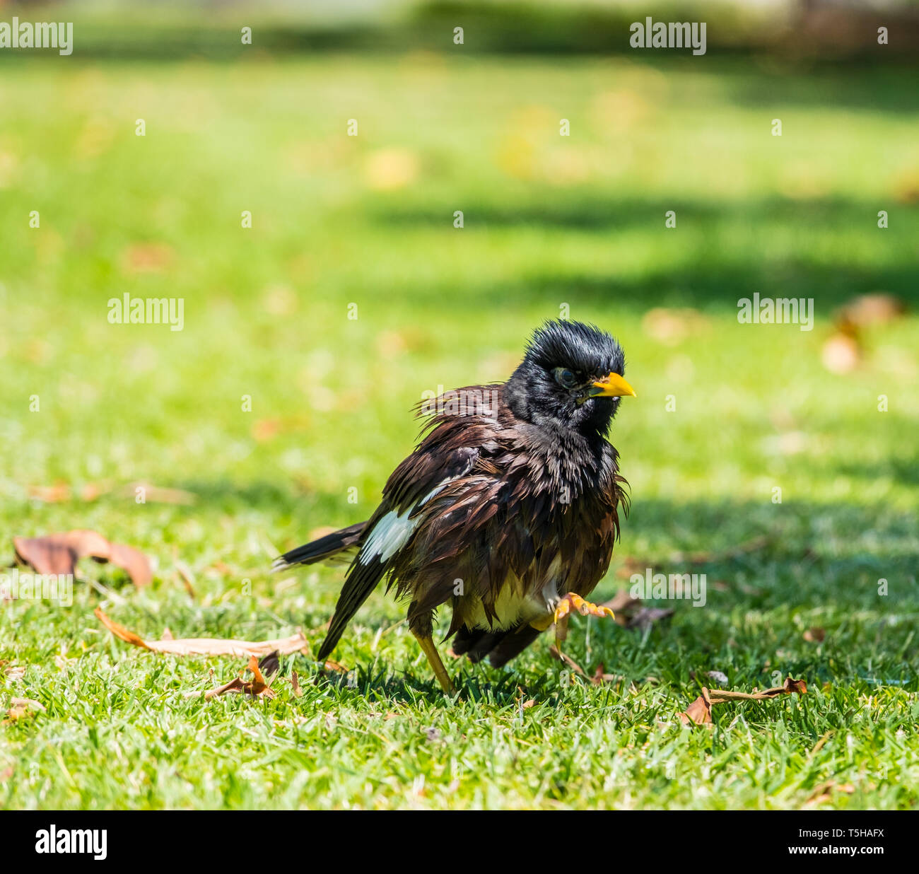Myna bird hi-res stock photography and images - Alamy