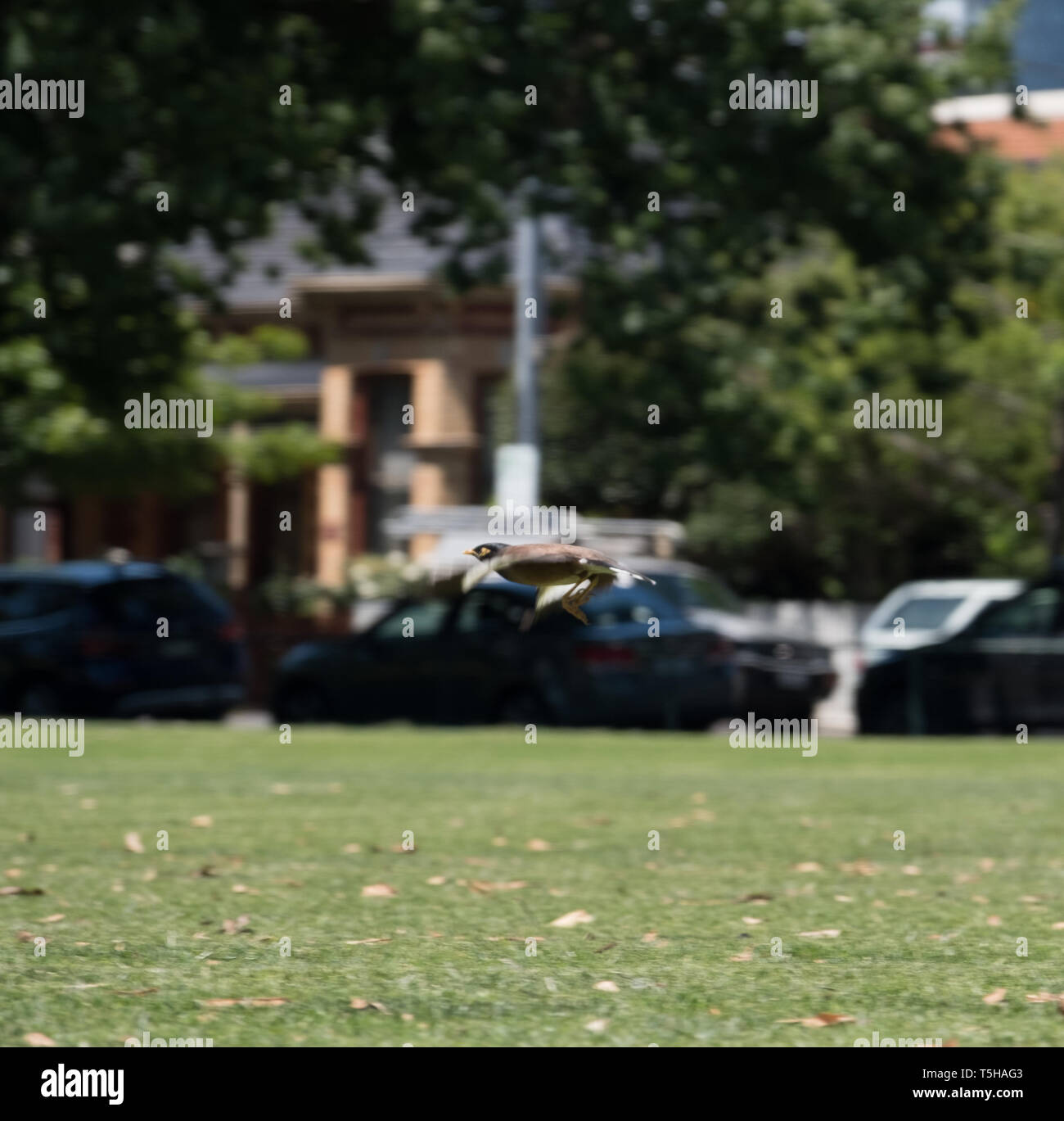 Bird midflight hi-res stock photography and images - Alamy