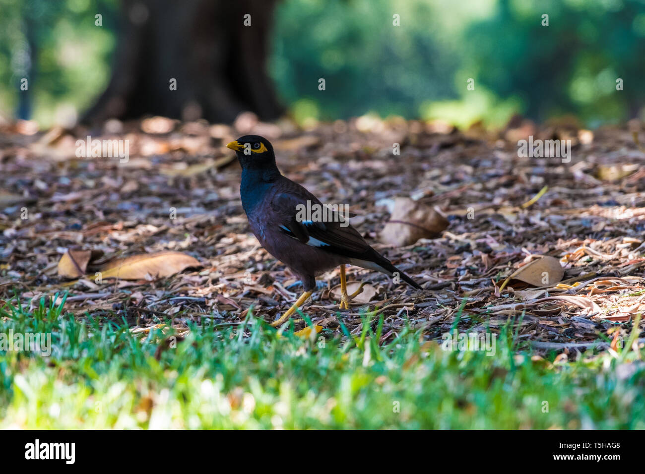 Myna bird hi-res stock photography and images - Alamy