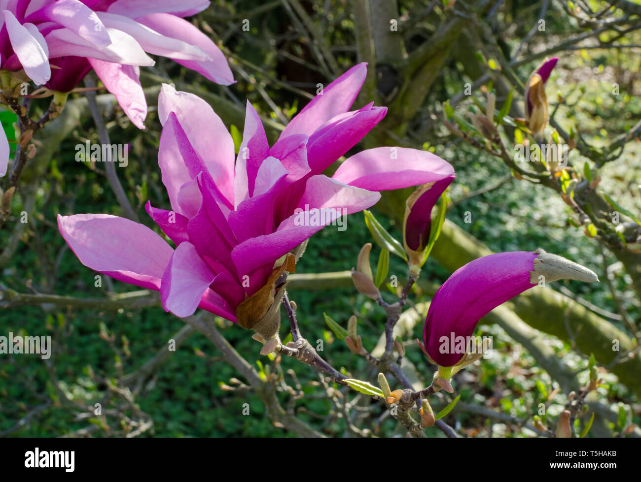 Pink Magnolia "Betty Stock Photo - Alamy