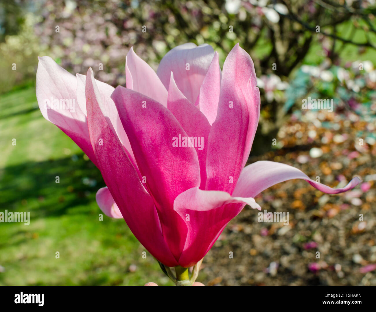 Magnolia "Spectrum" pink flower Stock Photo - Alamy