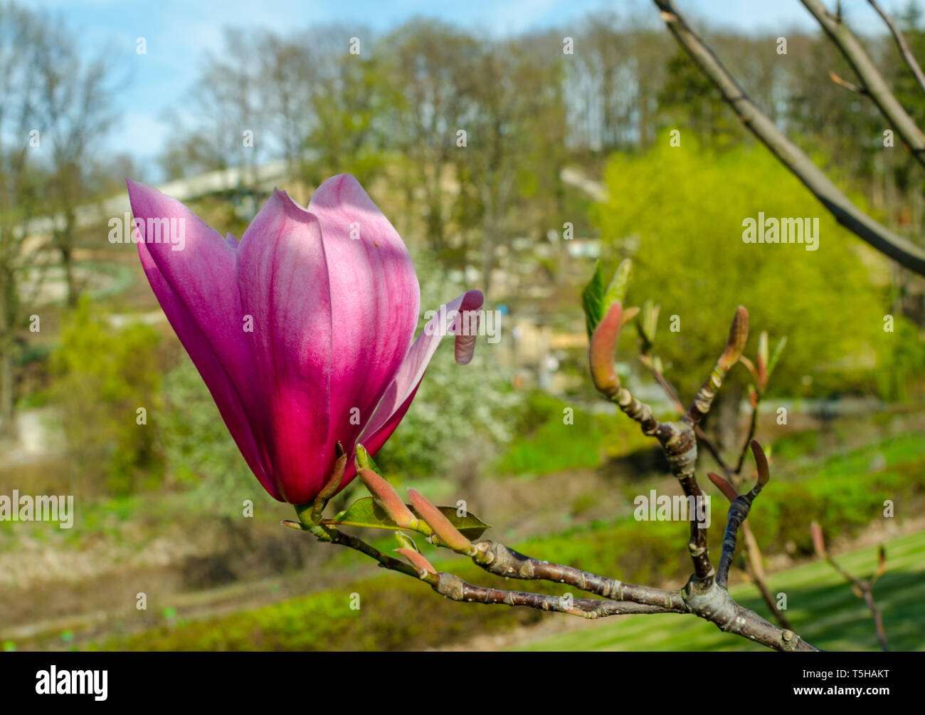 Magnolia "Spectrum" pink flower Stock Photo - Alamy