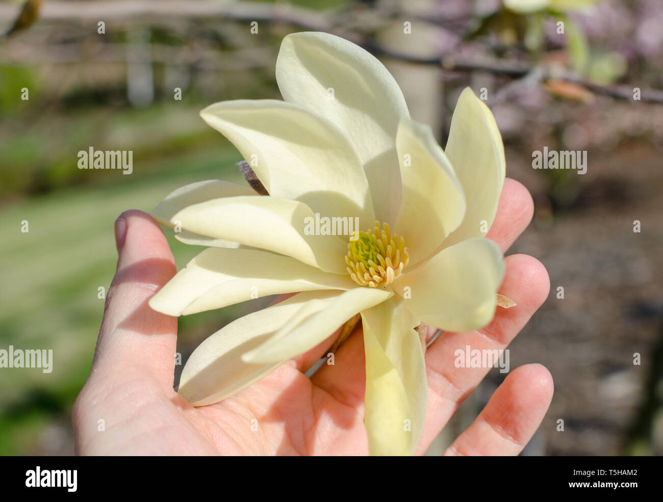 Yellow magnolia hi-res stock photography and images - Alamy