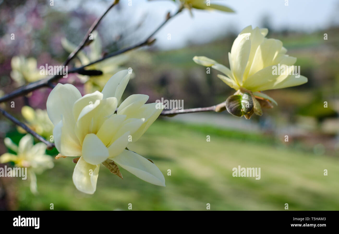 Daphne tree hi-res stock photography and images - Alamy