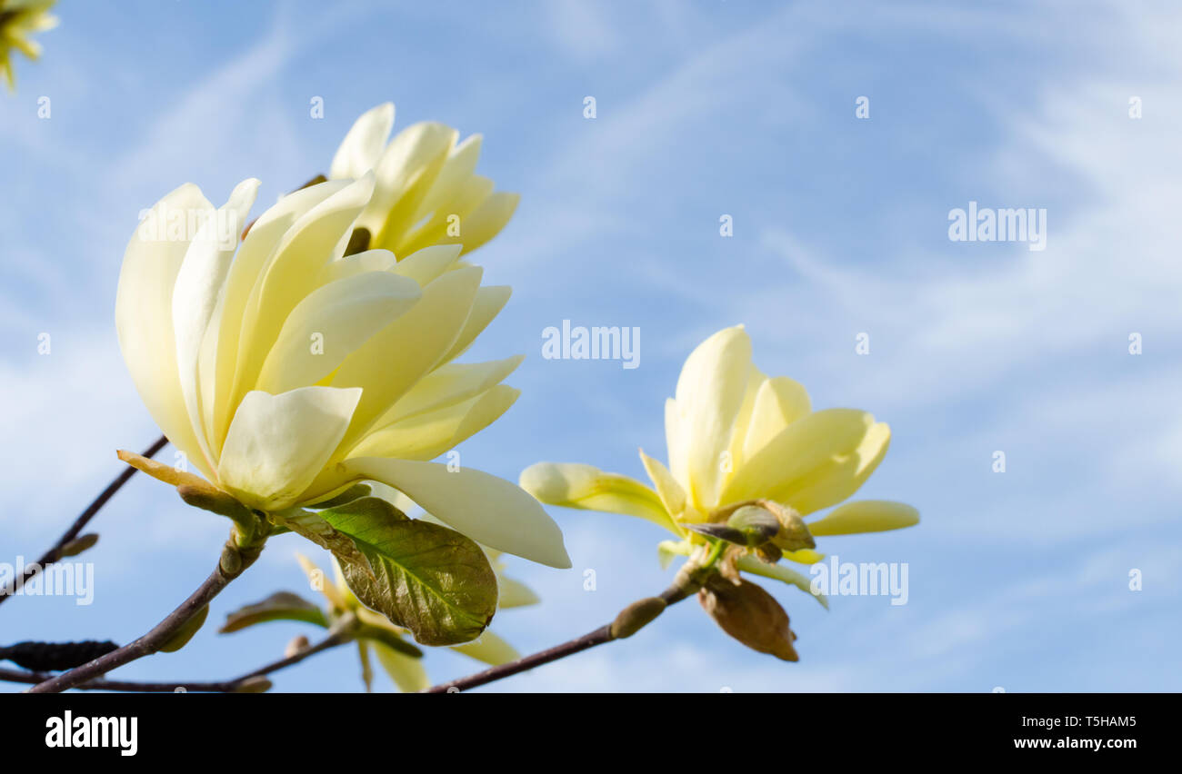 Daphne tree hi-res stock photography and images - Alamy