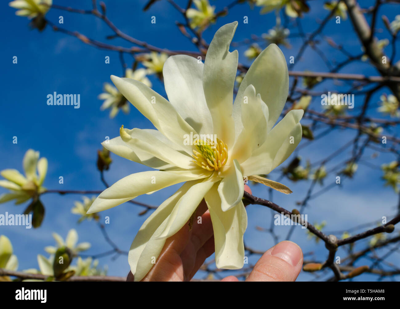 Yellow magnolia hi-res stock photography and images - Alamy