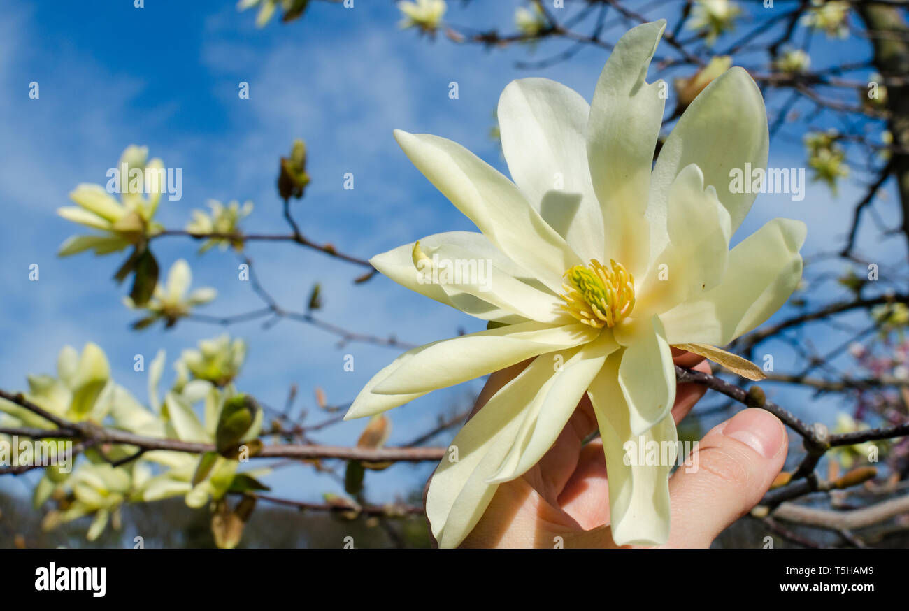 Yellow Magnolia High Resolution Stock Photography and Images - Alamy