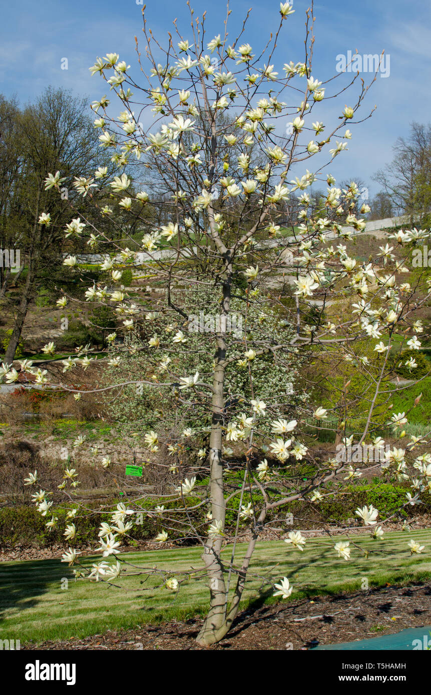 Blooming yellow magnolia tree "Daphne Stock Photo - Alamy