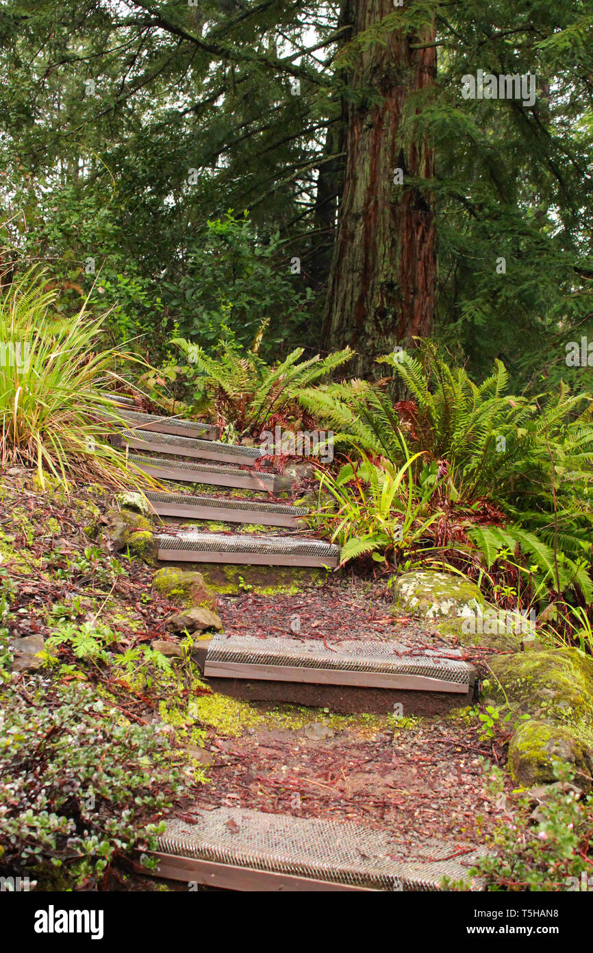 Steps leading up a footpath trail in the forest Stock Photo - Alamy