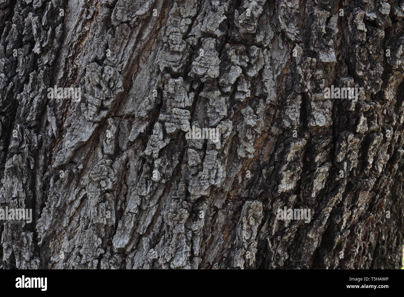 bark texture of Thailand land tree , bark wood Texture background Stock ...