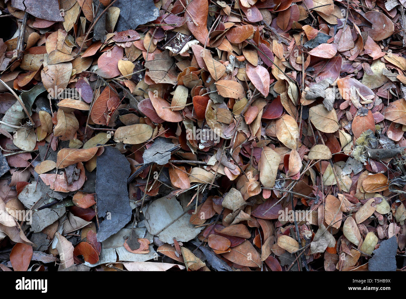 Fallen teak leaf on ground, Composting fall leaves, Biomass and mulch ...