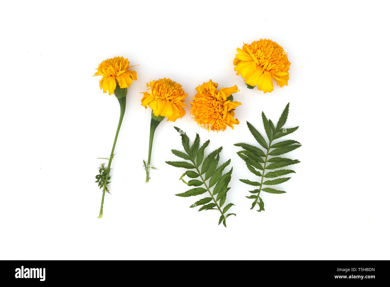 Marigold flowers so beautiful, yellow Marigold flower, Tagetes erecta ...
