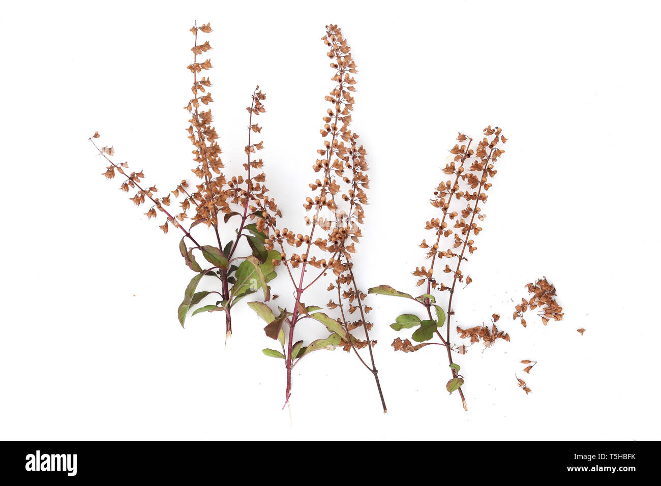 Thai holy basils Leaf Sweet Basil isolated on white background High ...