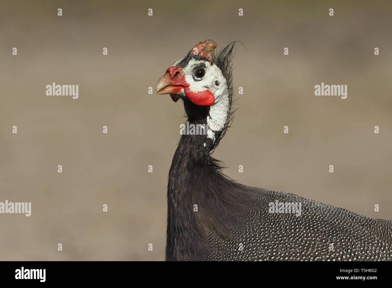 Male guinea fowl hi-res stock photography and images - Alamy