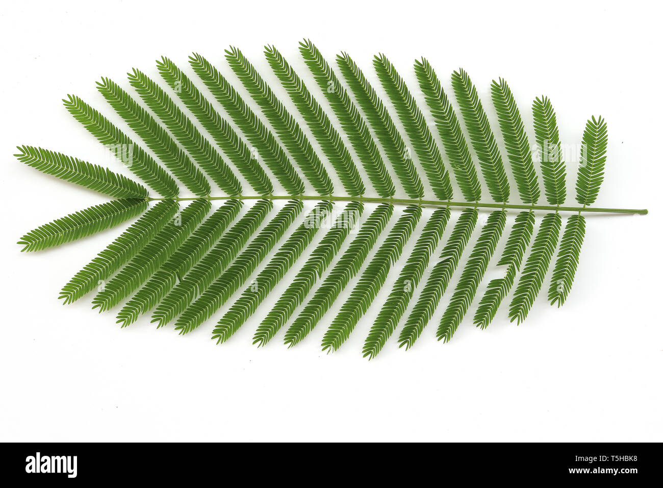 African Acacia Tree Leaves