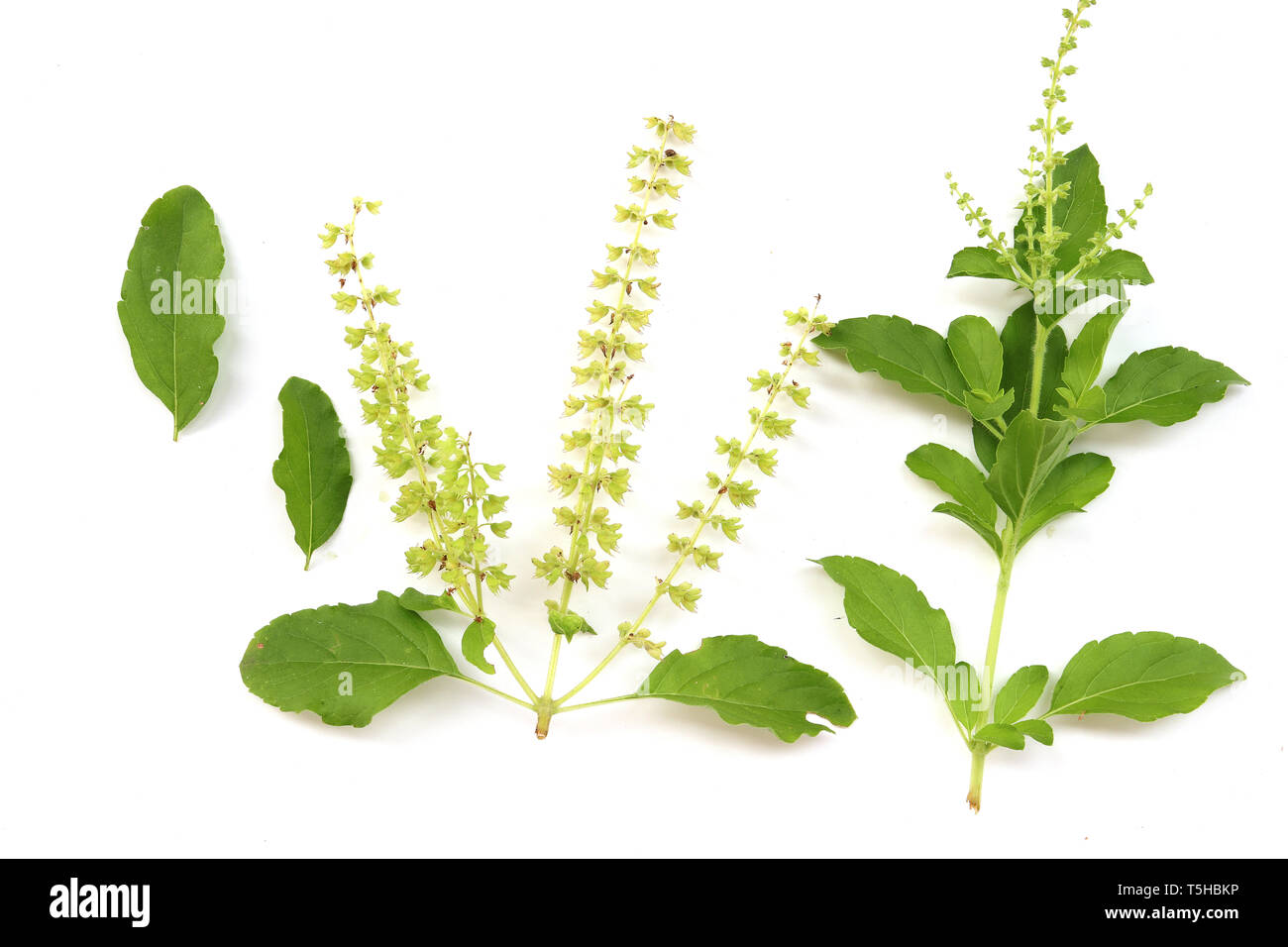 Thai holy basils Leaf Sweet Basil isolated on white background High ...