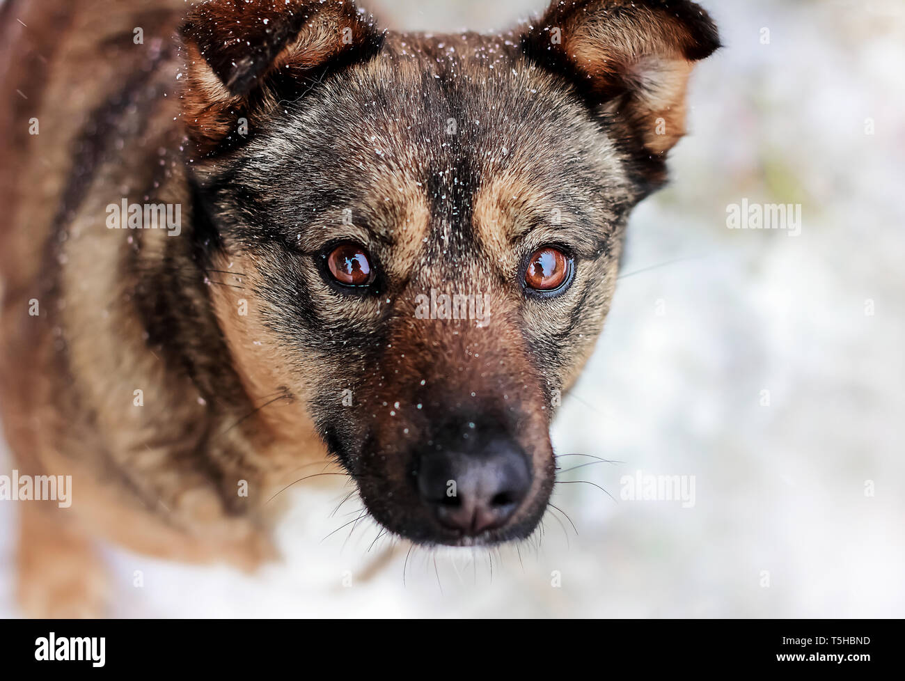 Pitiful hi-res stock photography and images - Alamy