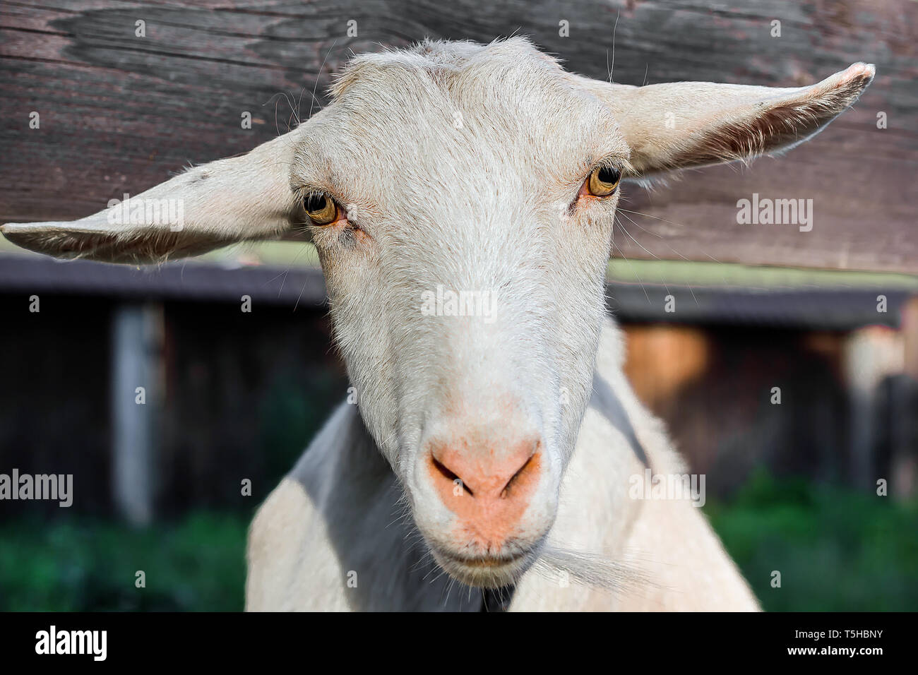 White goat looking at the camera,funny goat,the gaze of the goat Stock ...