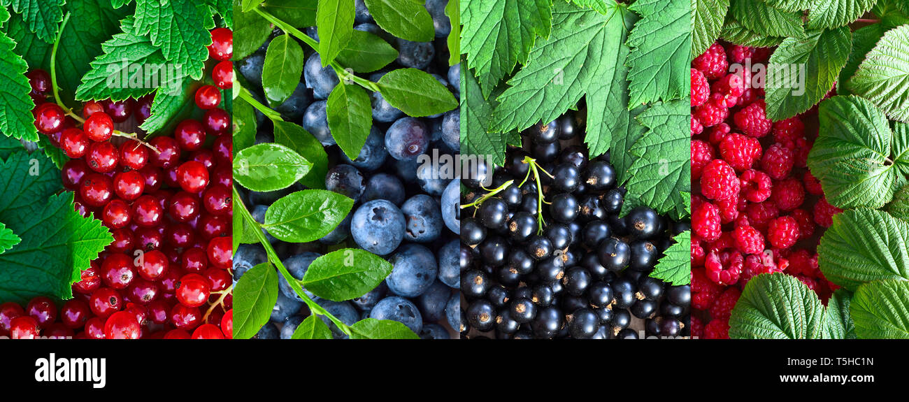 Blueberry berries leaves set hi-res stock photography and images - Alamy